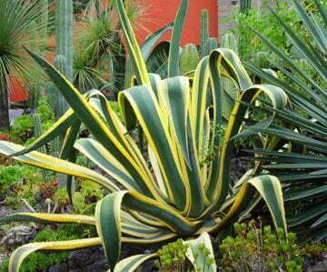 Furcraea selloa 'Marginata' (Variegated false agave) - Plantinfo