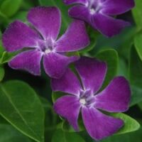 Vinca minor 'Atropurpurea' (Red periwinkle) - Plantinfo