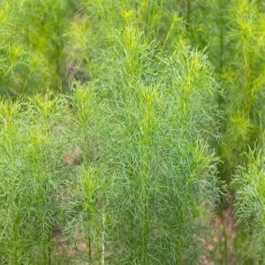 Cuminum cyminum (Cumin) - Plantinfo