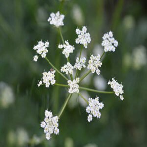 Cuminum cyminum (Cumin) - Plantinfo