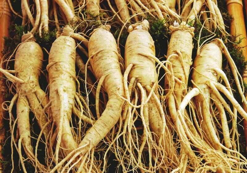 Panax ginseng (Ginseng) - Plantinfo