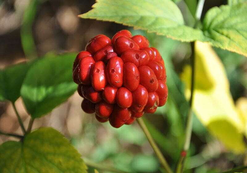 Panax ginseng (Ginseng) - Plantinfo
