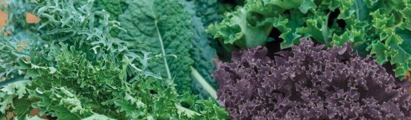 Kale When to Plant This Wonder Vegetable in South Africa? - Plantinfo