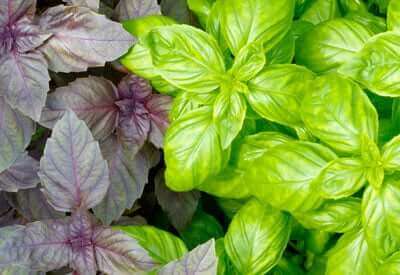 How to grow basil - Plantinfo