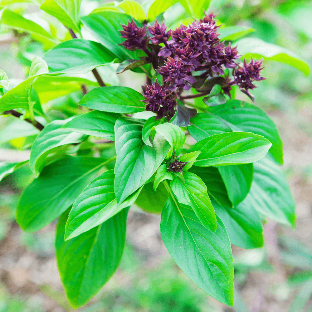 How to grow basil - Plantinfo