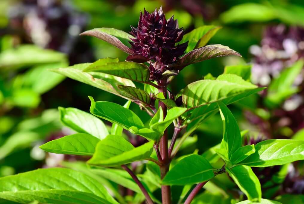 How to grow basil - Plantinfo