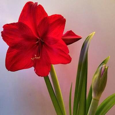 How to grow Amaryllis bulbs indoors in 6 steps - Plantinfo