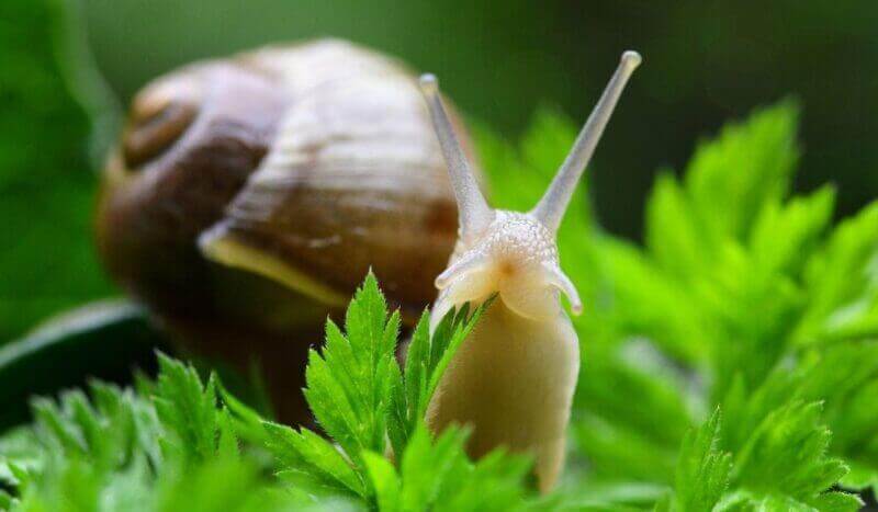 How to get rid of snails in the garden - Plantinfo