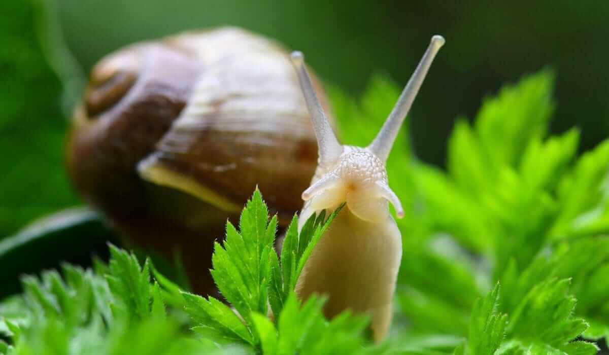 How to get rid of snails in the garden - Plantinfo