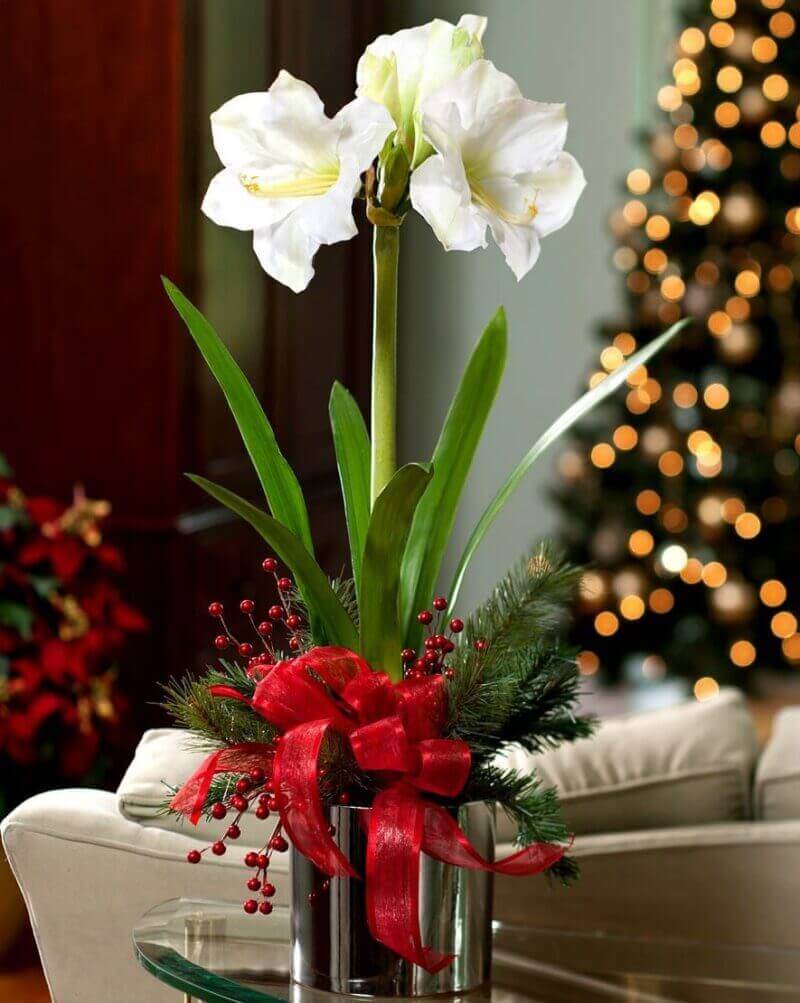 5 festive favorites: Our 5 best plants to grow this Christmas - Plantinfo