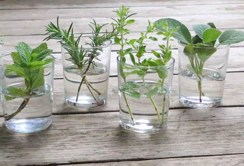 How to Grow Herbs In Water - Plantinfo