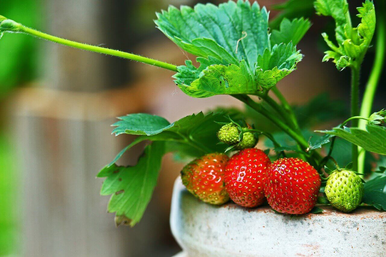 How to Grow Strawberries - Plantinfo