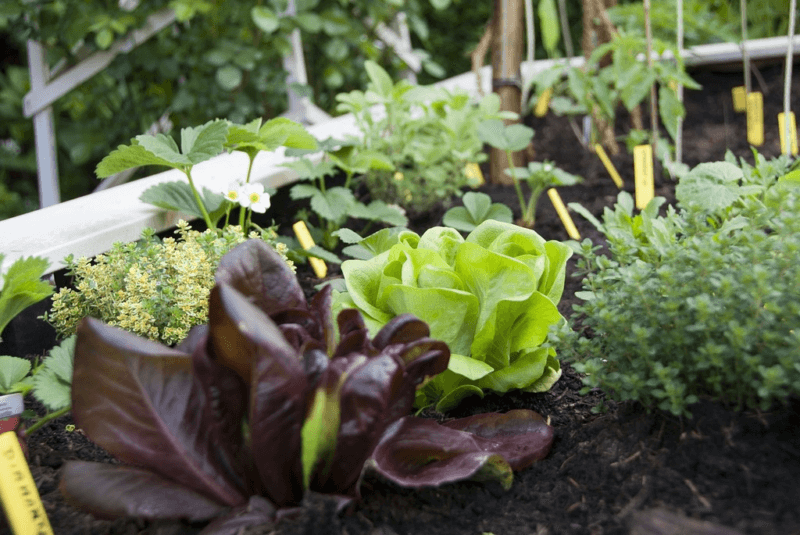 10 Reasons Why Home Grown Foods are Better Than Store-Bought - Plantinfo
