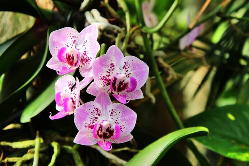 Orchid Care 101: How To Take Care of Orchids - Plantinfo