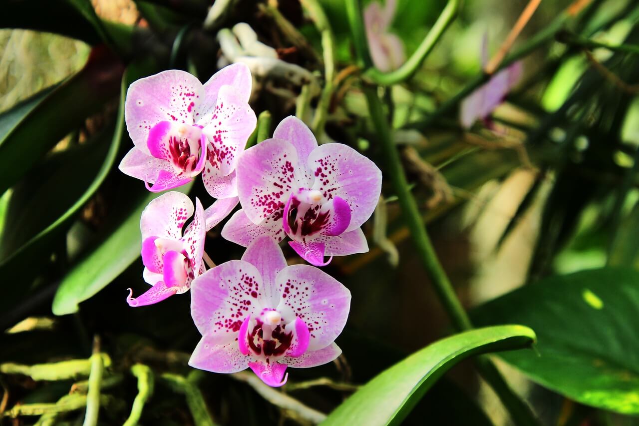Orchid Care 101: How To Take Care of Orchids - Plantinfo