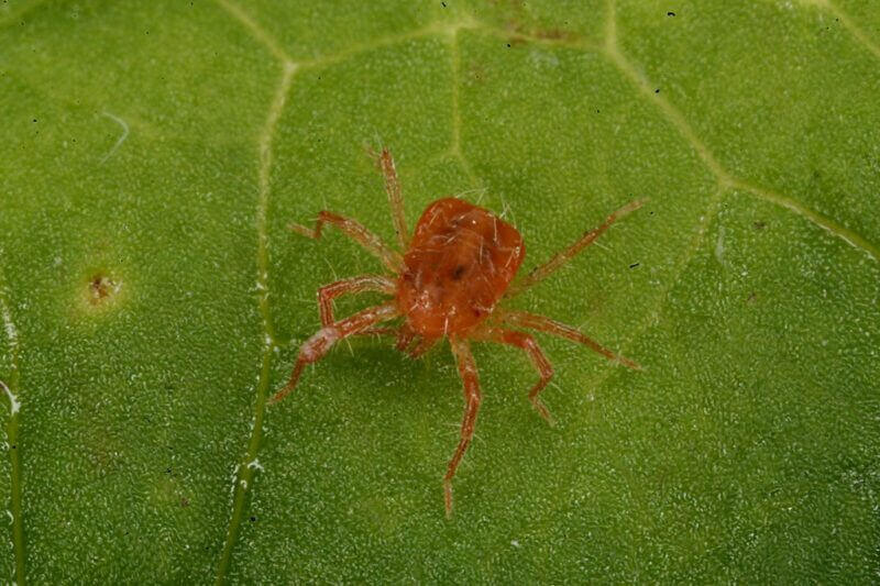Red Spider Mites - Plantinfo