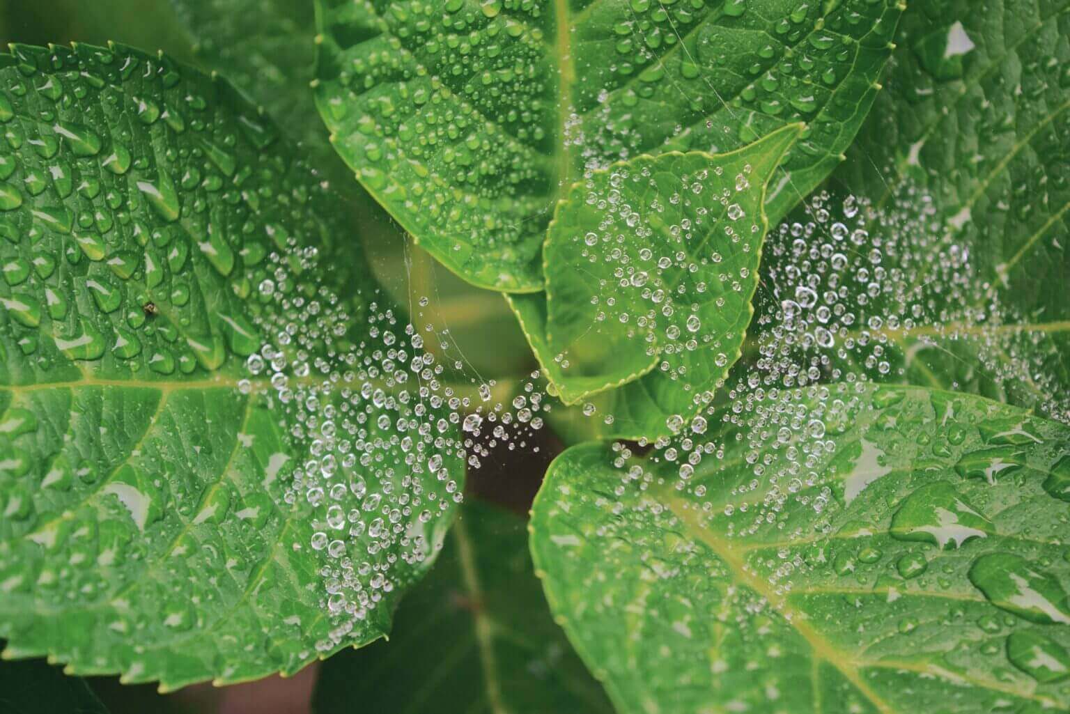 Red Spider Mites - Plantinfo