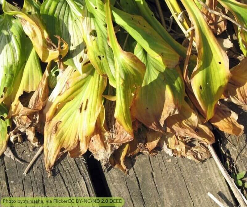 Yellow Leaves on Plants: What Is Wrong and How to Fix It? - Plantinfo