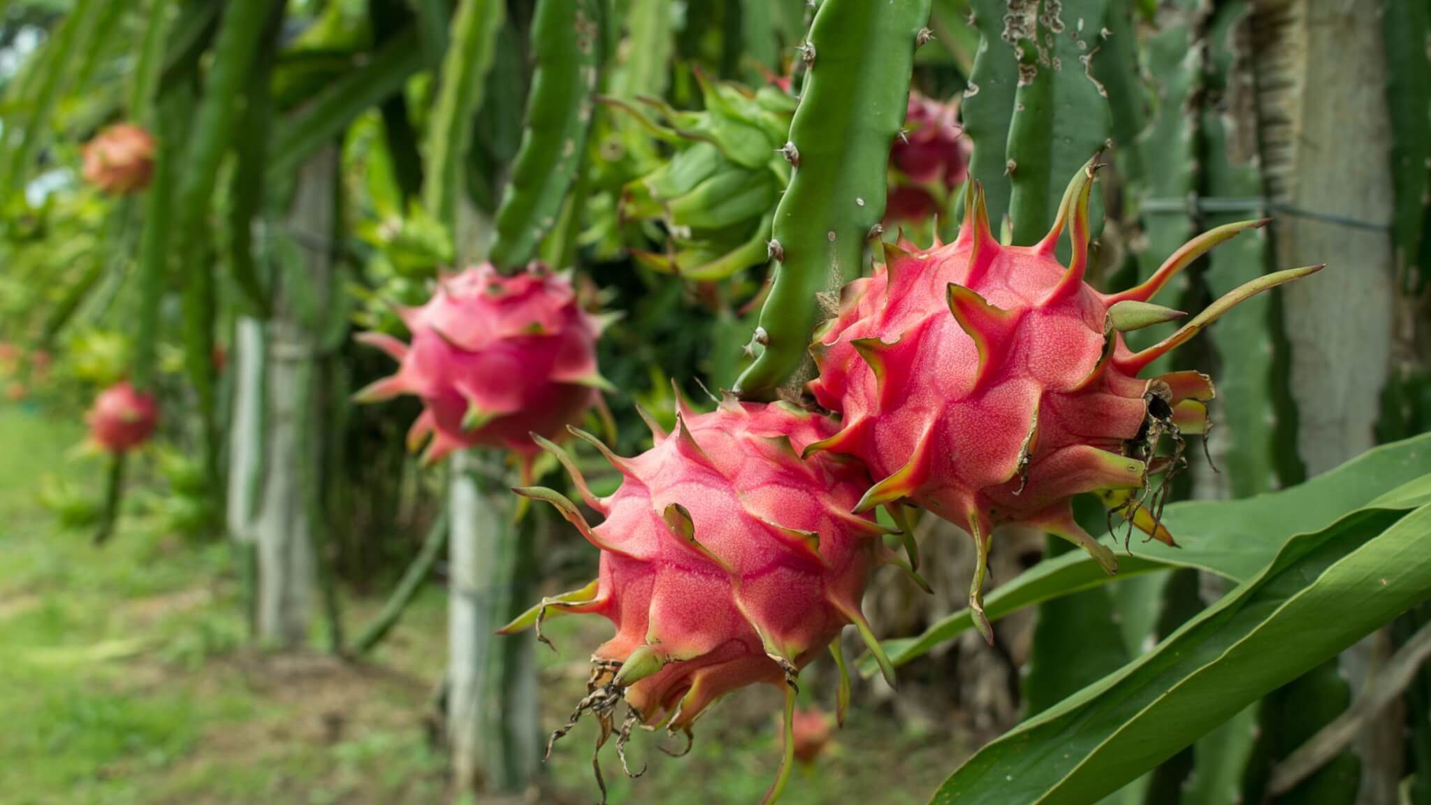 How to Grow Dragon Fruit: A Complete Guide for South African Gardeners ...