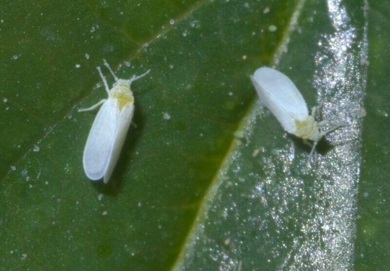 How to Get Rid of Whiteflies: Effective Control and Prevention Tips ...