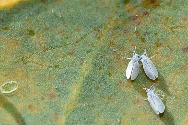 How to Get Rid of Whiteflies: Effective Control and Prevention Tips ...