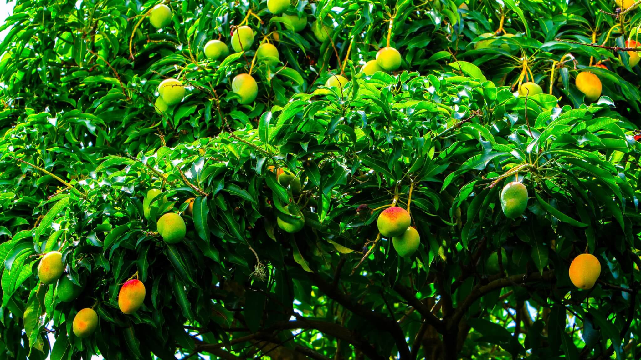 How to Plant a Mango Tree from Seed - Plantinfo