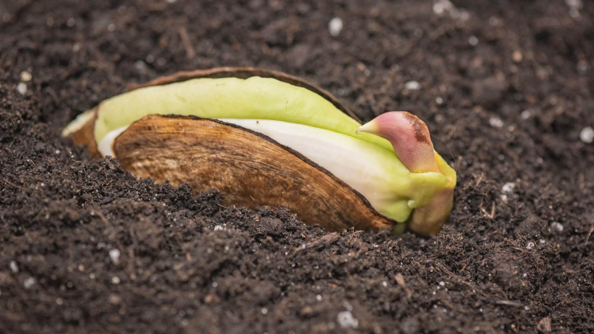 How to Plant a Mango Tree from Seed - Plantinfo