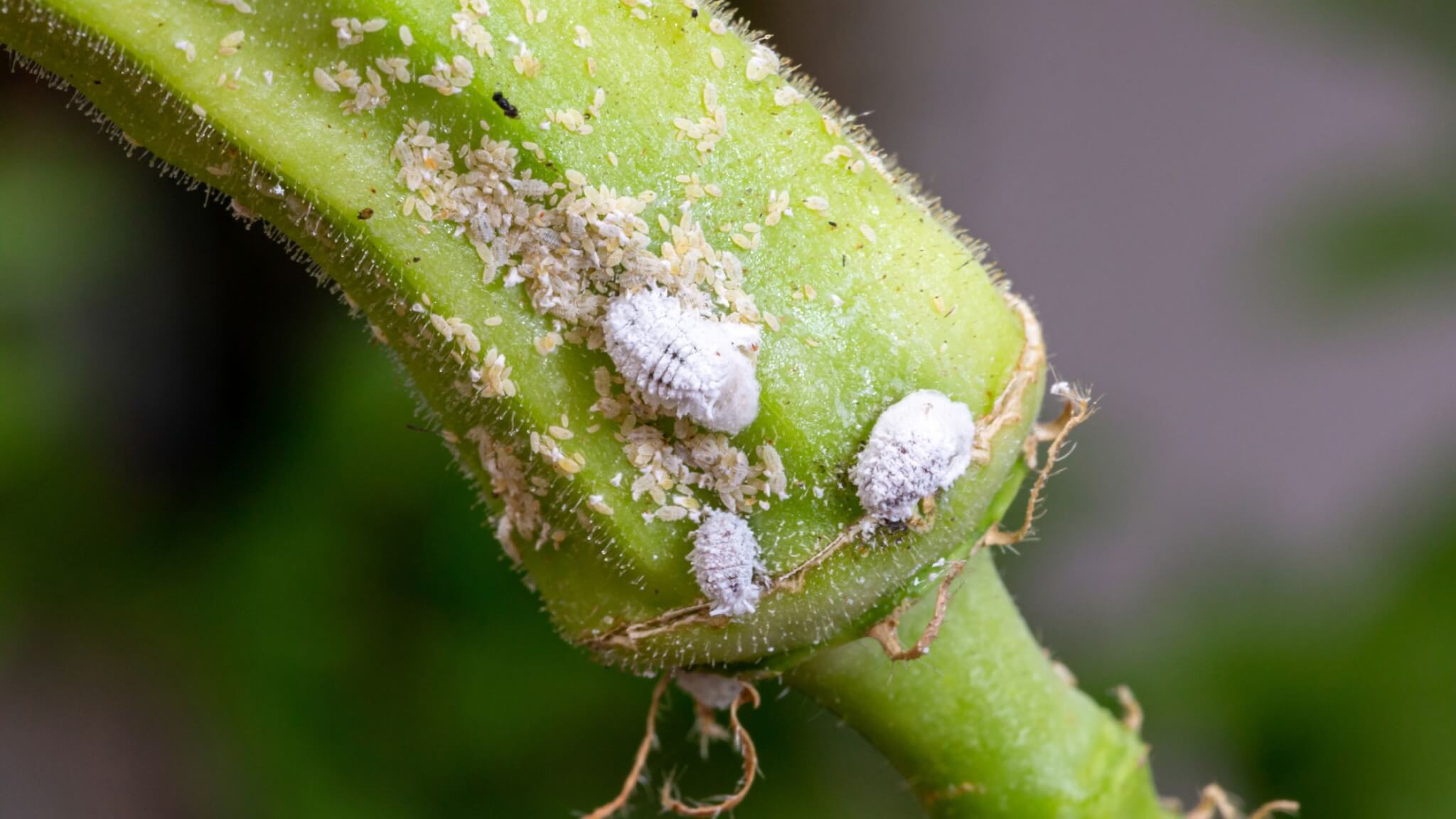 How to Get Rid of Mealybugs: Effective Control and Prevention Tips - Plantinfo