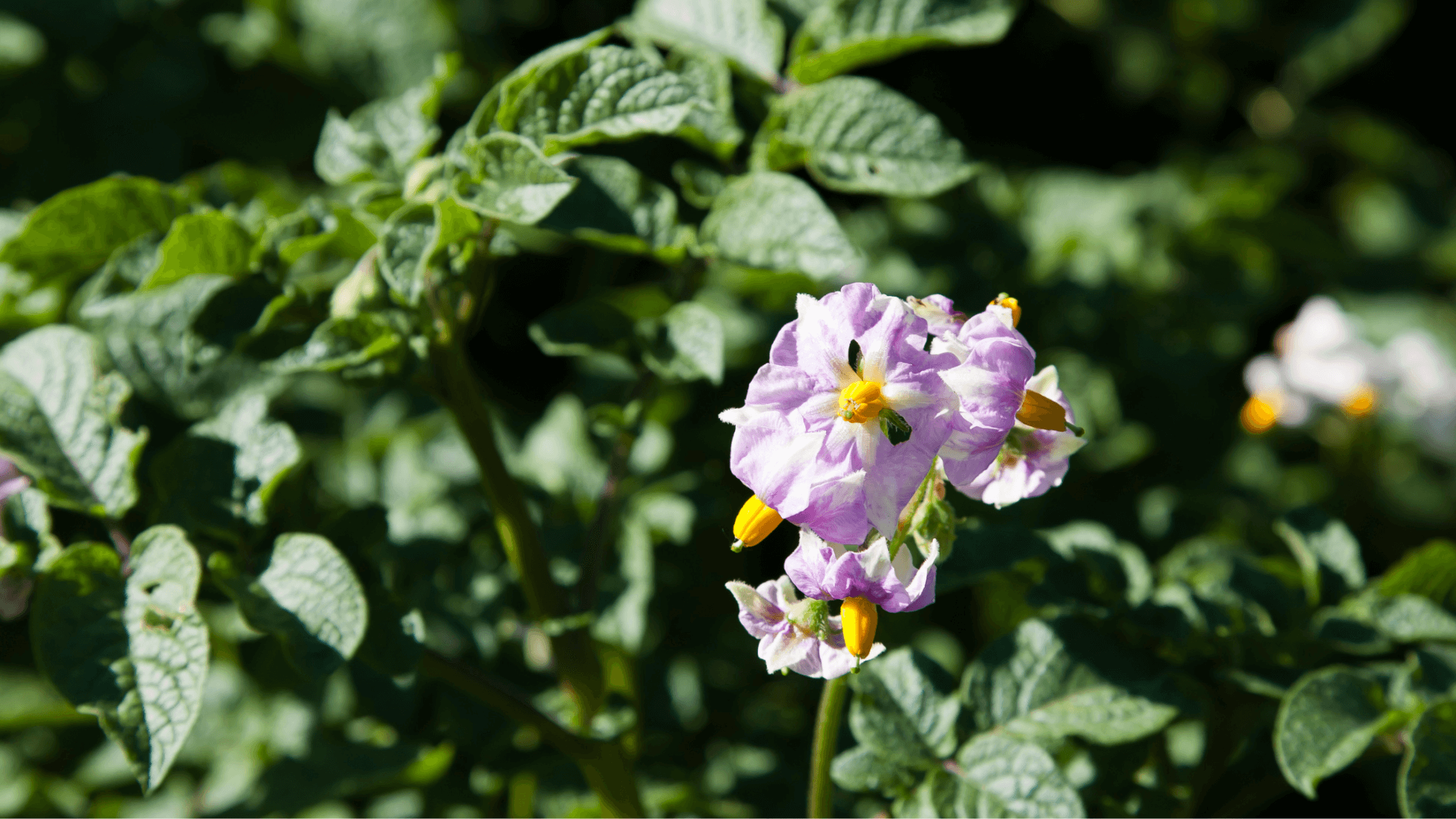 Understanding the Potato Plant Flower - Plantinfo