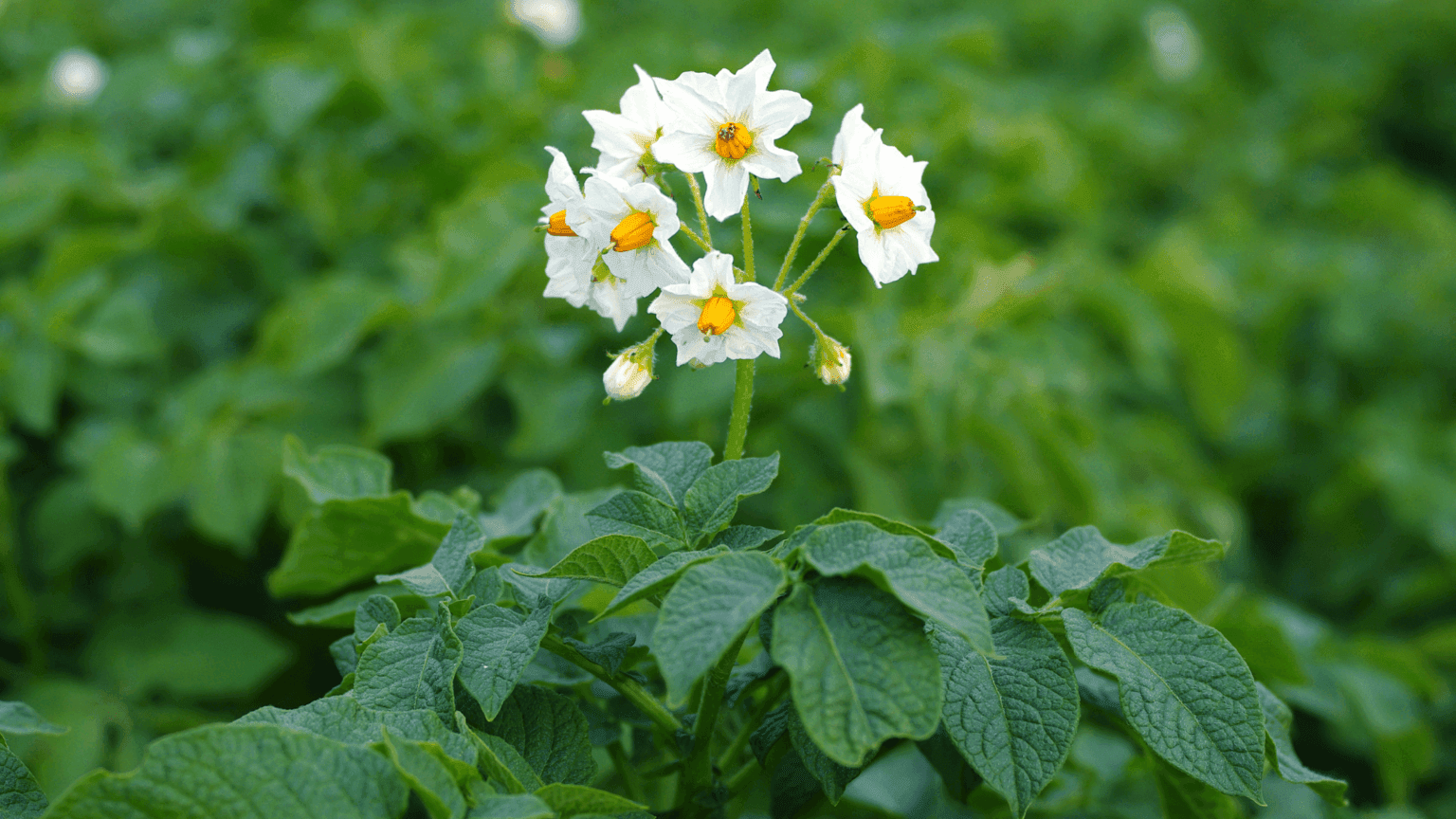 Understanding the Potato Plant Flower - Plantinfo