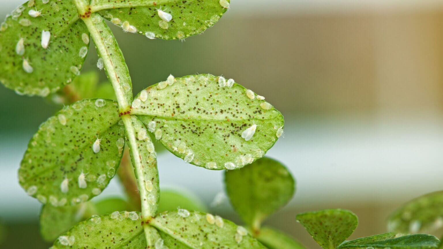 How to Get Rid of Whiteflies: Effective Control and Prevention Tips ...