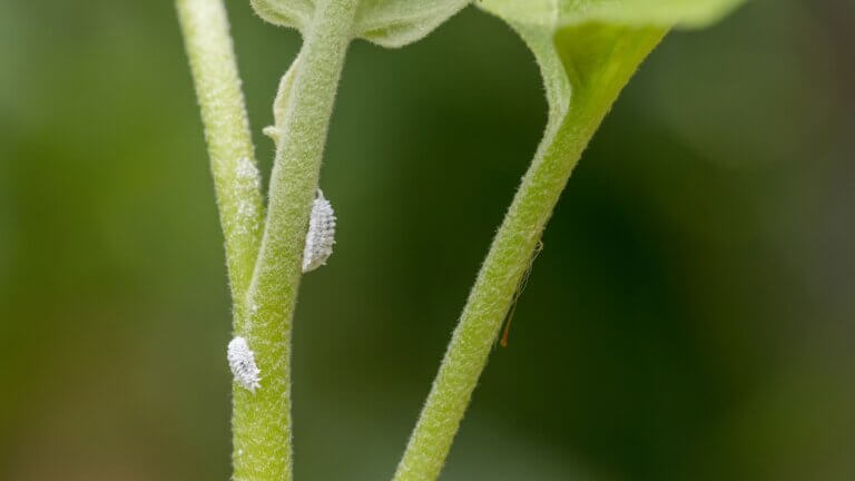 How to Get Rid of Mealybugs: Effective Control and Prevention Tips ...