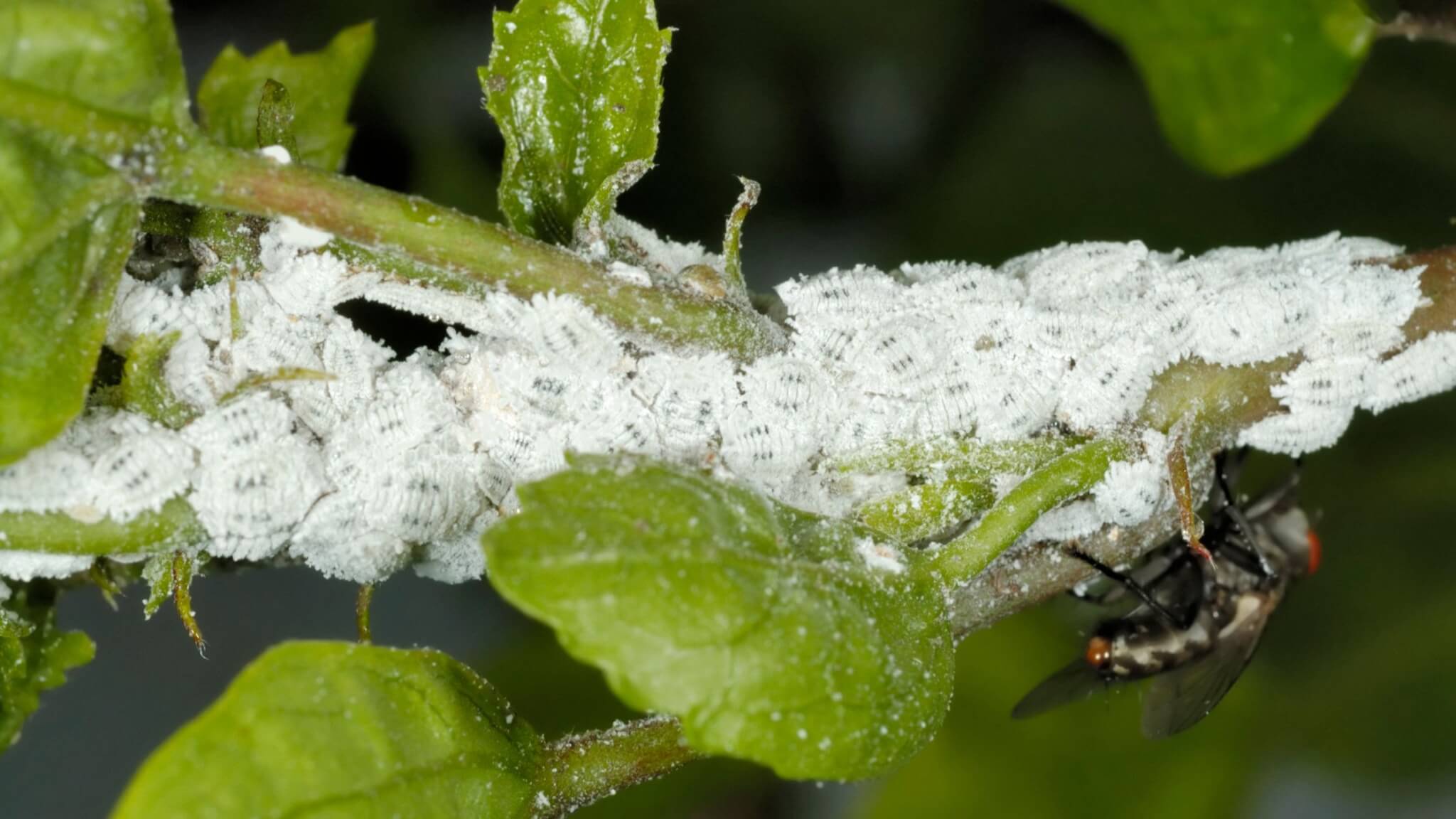 How to Get Rid of Mealybugs: Effective Control and Prevention Tips ...