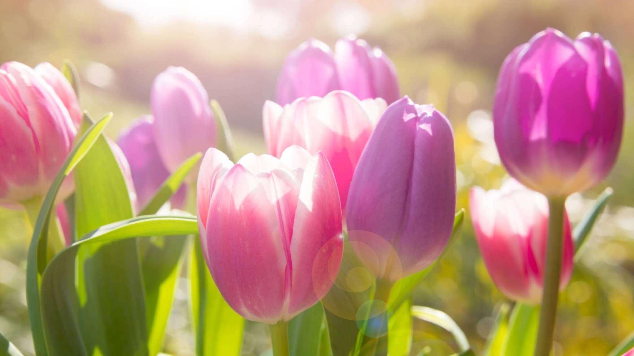 Tulip Plants: How to Grow Tulips in South Africa - Plantinfo