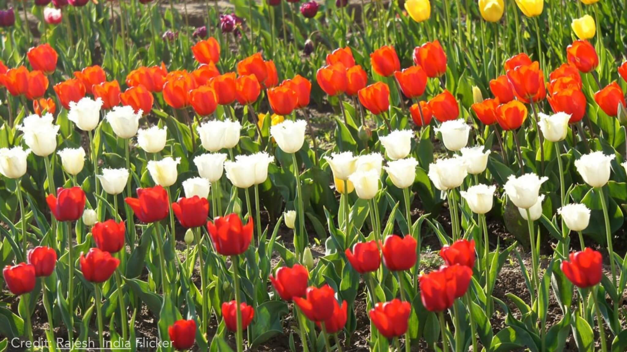 Tulip Plants: How to Grow Tulips in South Africa - Plantinfo