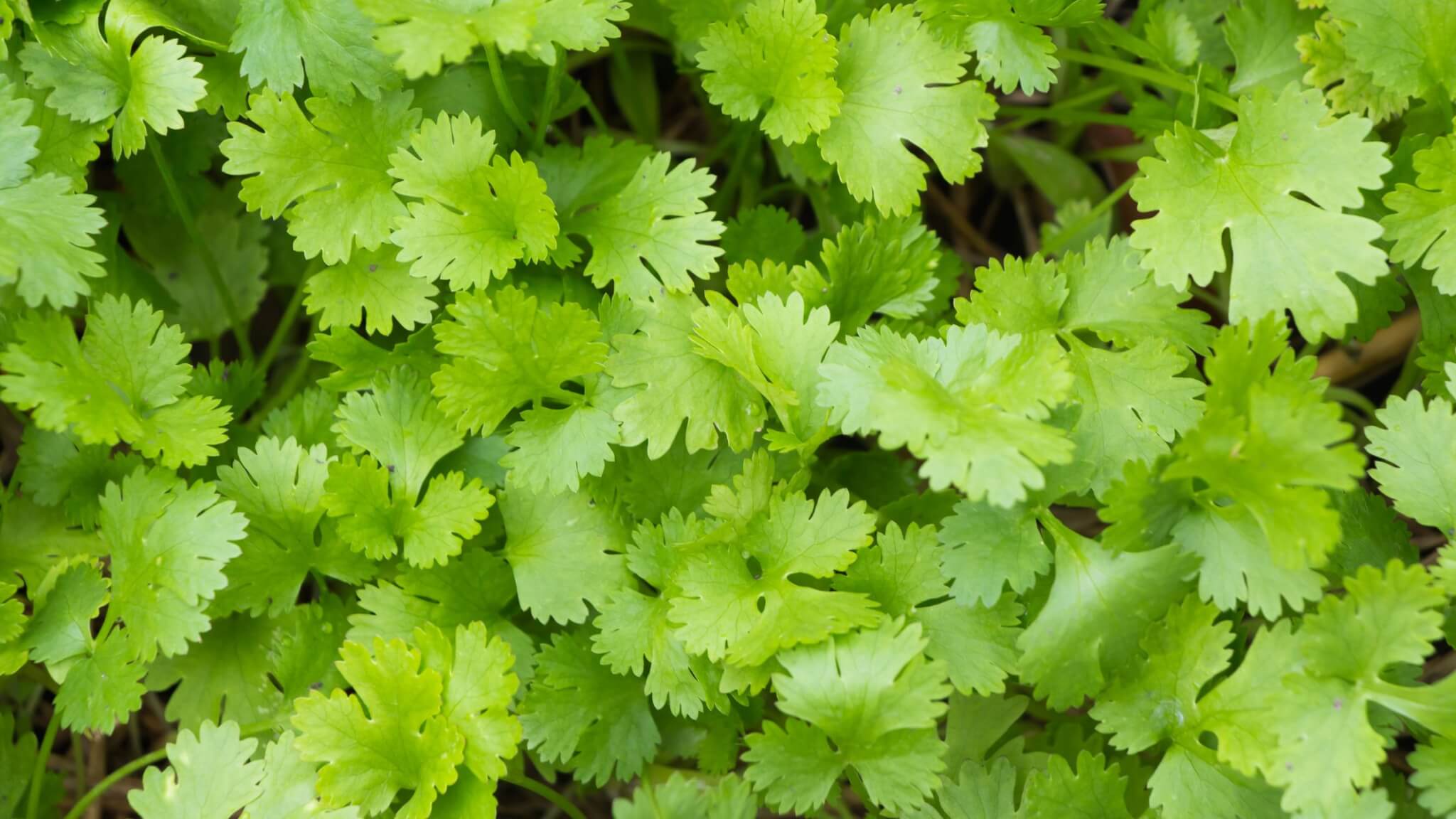 How to Plant Coriander Seeds - Plantinfo