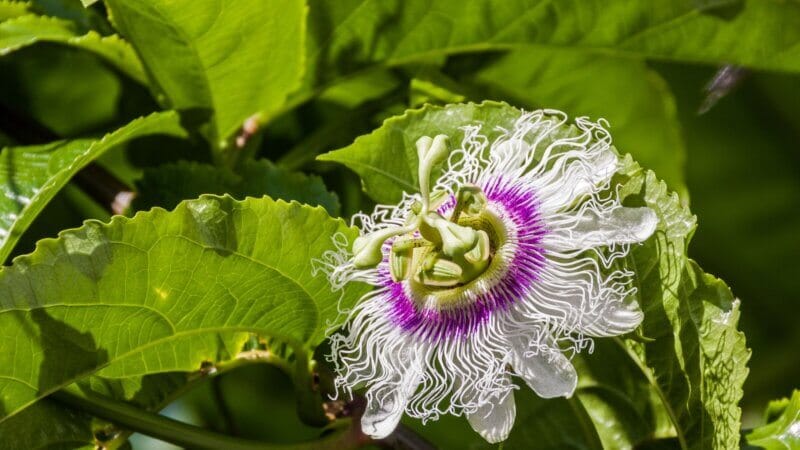 How to Grow Granadillas - Plantinfo