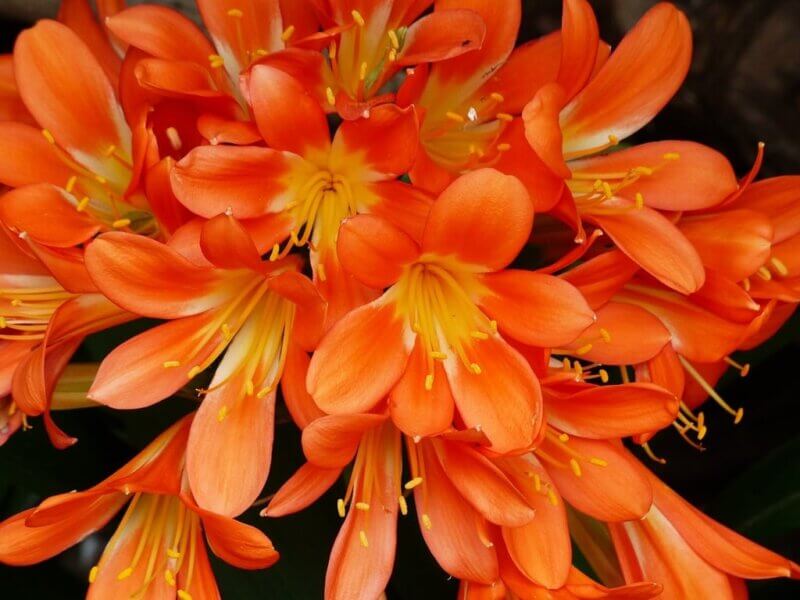 How to Grow Clivias from Seed - Plantinfo
