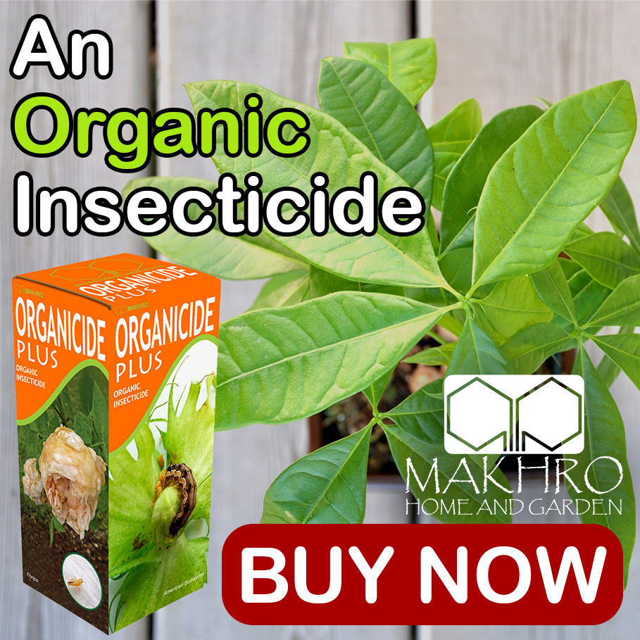 Pittosporum tenuifolium (Pittosporum) - Plantinfo