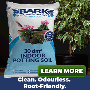 Ptaeroxylon obliquum (Sneezewood) - Plantinfo